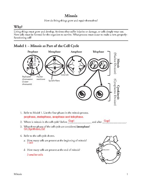 Copy Of 16 Mitosis S 16 Cell Biology Mitosis 1 Mitosis How Do