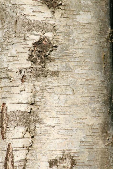 Texture On Bark Silver Birch Tree Betula Pendula Stock Photo Image