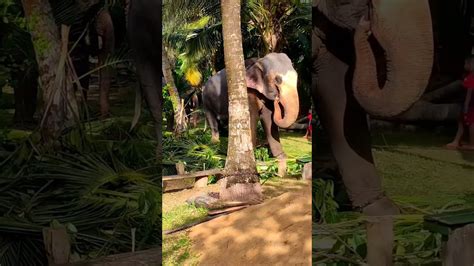 හතර දෙනාම සූරයෝ😲😲😲 Viral Trending Shortvideo Srilanka Shortsviral