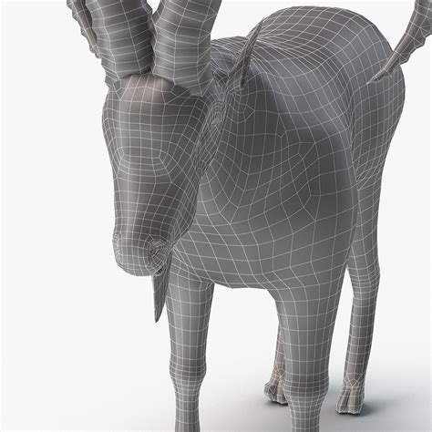 Ibex 3d Model 59 3ds Fbx Obj Max Free3d