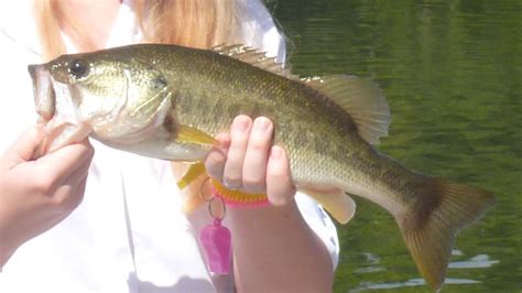Differences Between Largemouth Bass And Spotted Bass Bass Grab