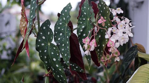 Begonia odmiany uprawa i pielęgnacja Jak dbać o begonie Allegro pl