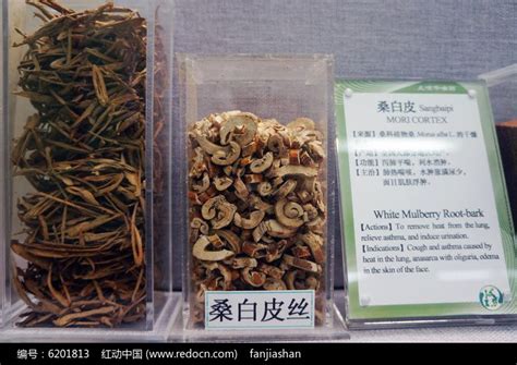 桑白皮功效说明与桑白皮丝高清图片下载 红动中国