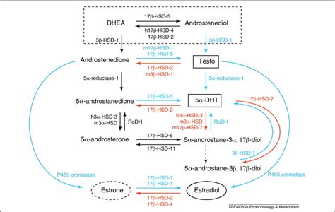 Sex Hormone Metabolism In Lung Development And Maturation Trends In Endocrinology And Metabolism
