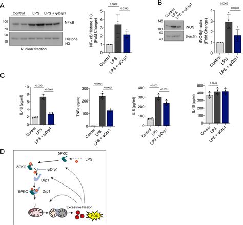 δpkc Mediated Drp1 Phosphorylation Impacts Macrophage Mitochondrial