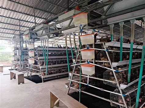 How Much Are Cages For 10000 Chicken In Nigeria Battery Chicken