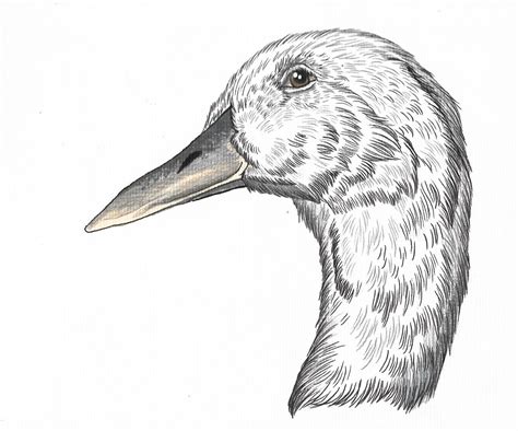 Puddle Duck By Gemmagardner On Deviantart