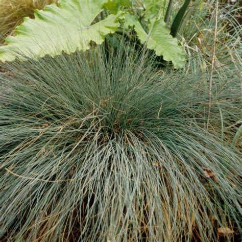 Juncus Inflexus Lovesick Blues Rocky Dale Gardens Plant Catalog