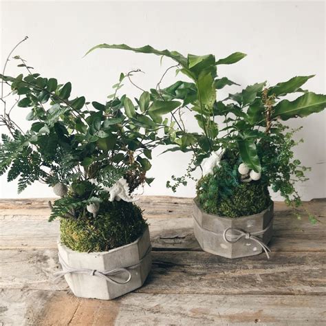 水泥底座蕨類苔球植栽 享生活Feng植栽 盆栽人氣榜 Pinkoi