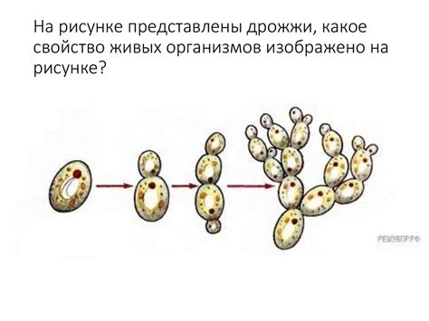 Свойства живых организмов презентация онлайн