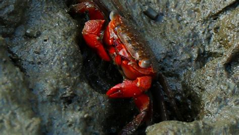 Red Claw Crab Care Habitat Diet Look Size And All 2024