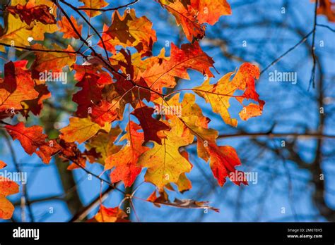 White Oak Twig Quercus Alba In Peak Fall Foliage Leaves In Shades Of
