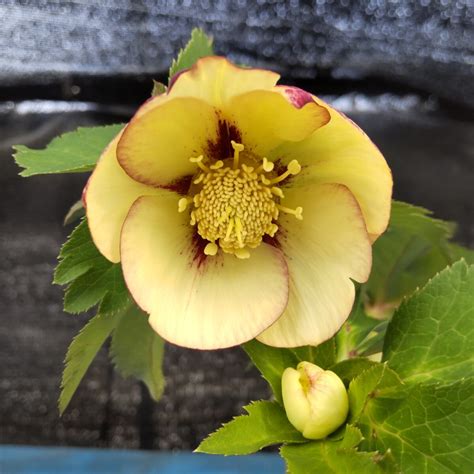 2518 クリスマスローズ交配種 吹き掛け・フラッシュ ゴールドss 開花株 中古 のオークション落札情報