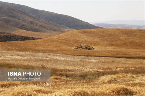 افزایش کشت گندم در دیمزارها به بیش از یک میلیارد تن رسید ایسنا