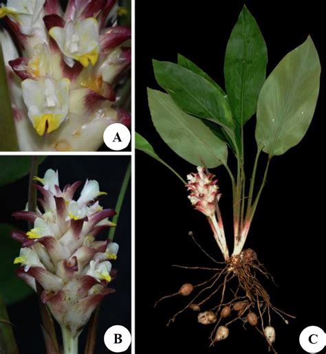 Species New To Science [botany • 2022] Curcuma Suphanensis And C Rosea