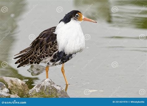 Ruff Stock Photo Image Of Ruff Pugnax British Wader 251431970