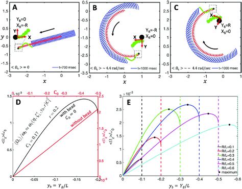 a c asymmetric versus symmetric bead attachment to an axoneme with a