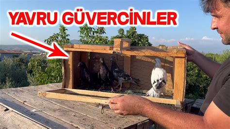Yavru Güvercinlerden Uçanlar Kaçanlar Son Çıkan Yavrunun Kanadını