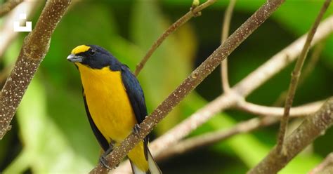 나뭇가지에 앉아 있는 노란색과 검은색 새 사진 Unsplash의 무료 코스타리카 이미지