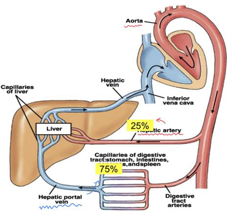 Hepatic System Flashcards Quizlet