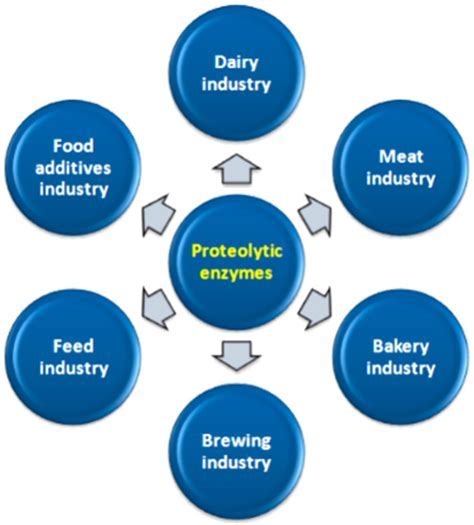 What Are Proteolytic Enzymes Their Properties And Sources