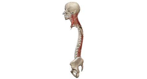 Premium Photo The Cervical Spine Neck Region Consists Of Seven Bones C1c7 Vertebrae Which Are