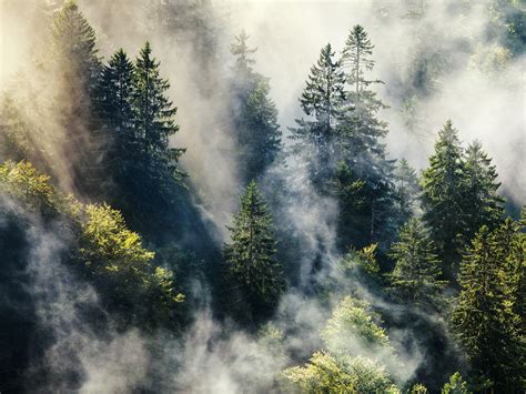10 Haunted Forests Around The World Photos Condé Nast Traveler