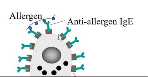 Lecture Hypersensitivity I Flashcards Quizlet