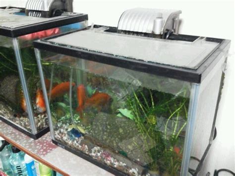 2つの金魚水槽を統合して大型化 Diary｜日記｜みやだい