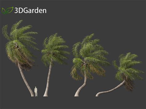 Acrocomia Aculeata Macaw Palm 04 3d Model By 3dgardenplants