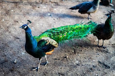 Premium Photo High Angle View Of Peacock