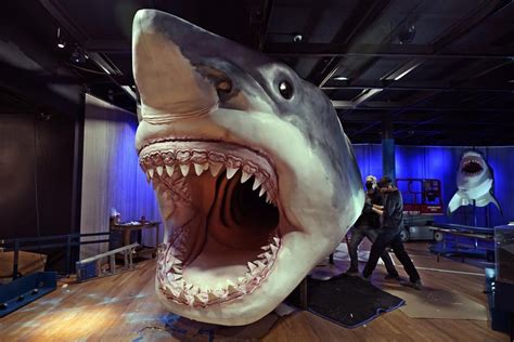 Neue Forschung Zum Megalodon Riesenhai Konnte Acht Meter Lange