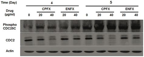 G 2 Checkpoint Kinases Affected By CPFX And ENFX Treatment Western