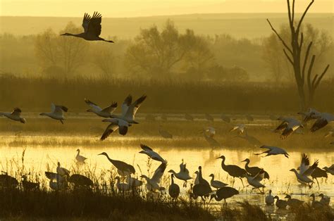 Snow Goose Owen Deutsch Photography