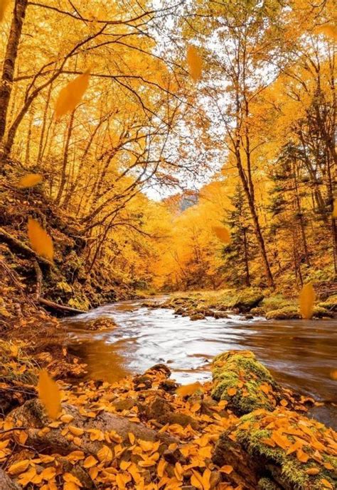 Autumn Matthew S Island