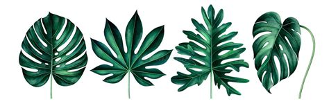 Set Of Exotic Tropical Leaves Isolated On White Background Stock