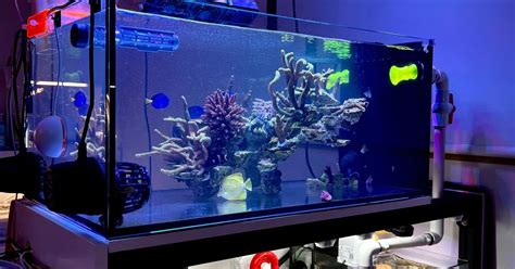 Reef Tank System Shore 숨고 숨은고수