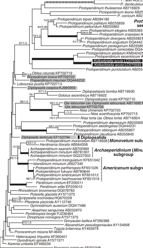 Maximum Likelihood Tree Inferred From Lsu Rdna Sequences Based On New Download Scientific