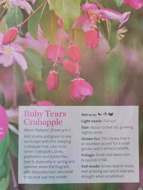 Ruby Teara Crabapple