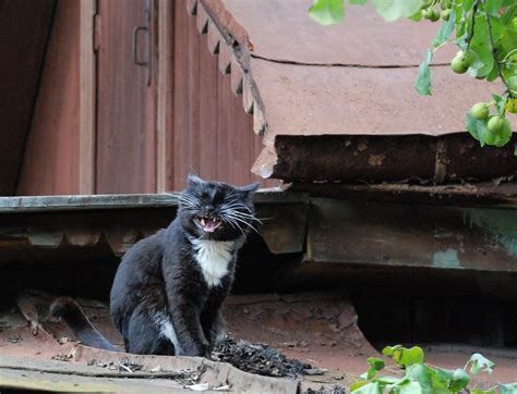 Чеширский кот
