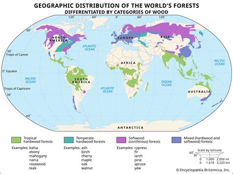 Tree Definition Structure Uses Importance And Facts Britannica