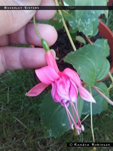Beverley Sisters Fuchsiafinder