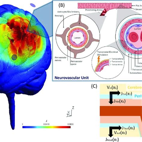 The Illustration Shows Transcranial Electrical Stimulation Induced