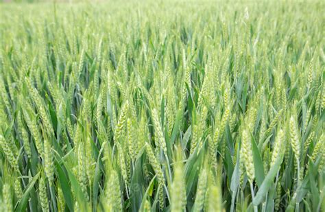 초여름 밀밭 촬영 지도 배경 및 무료 다운로드를위한 그림 Pngtree