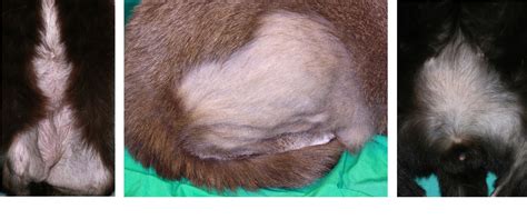 Hypothyroidism Hair Loss Dogs