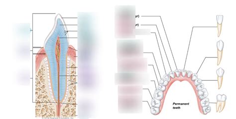 Teeth Diagram Quizlet