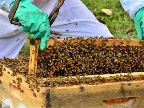 Morte De Abelhas Coloca Em Alerta Entidades E Produtores Grupo A Hora