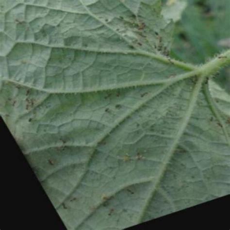 Cucumber Object Detection Dataset By Paul