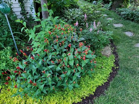 Phillips Missouri Garden Fine Gardening