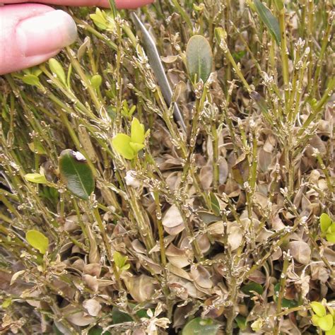 Boxwood Blight Cylindrocladium Pseudonaviculatum